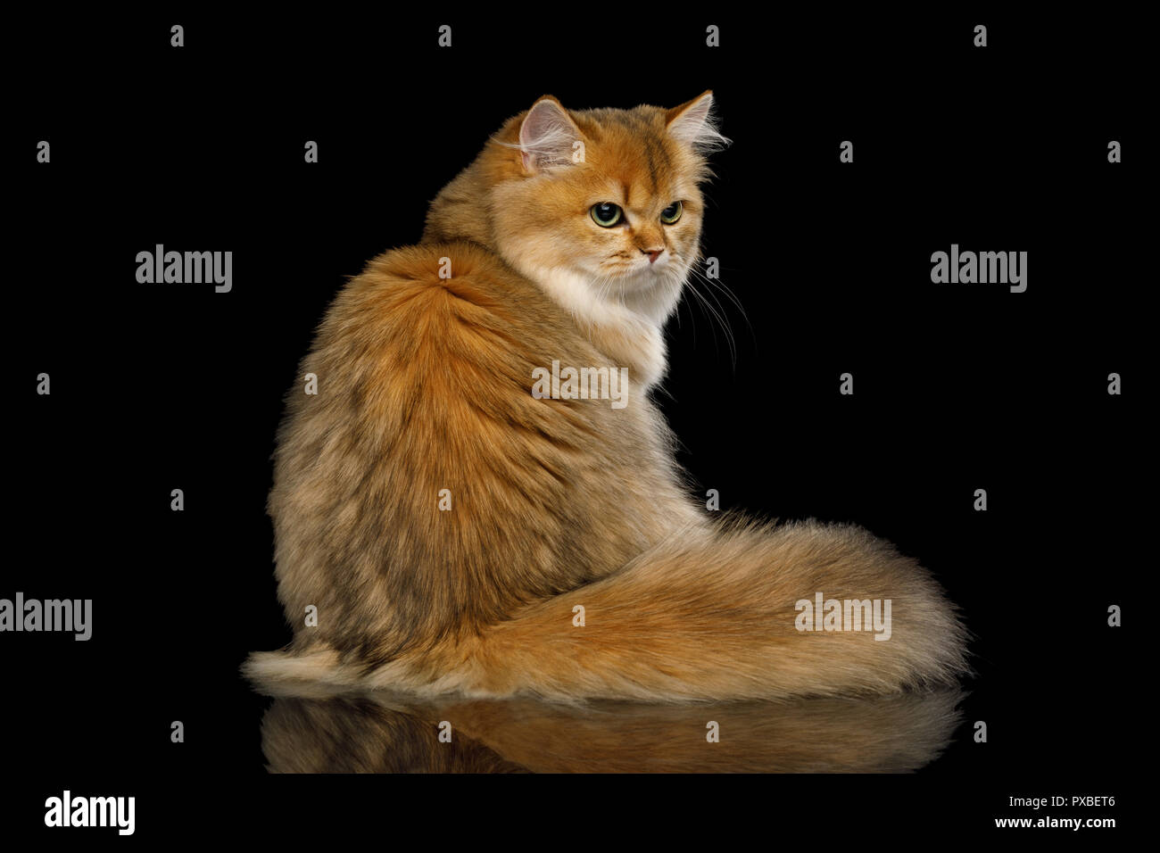 British Cat Red color with Furry tail Sitting and Looks offended on ...