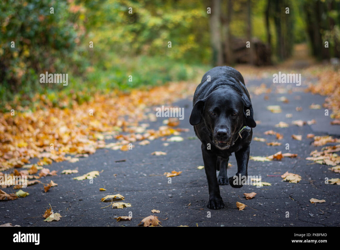 Black dog Labrador Retriever walking in the forest during autumn, dog ...