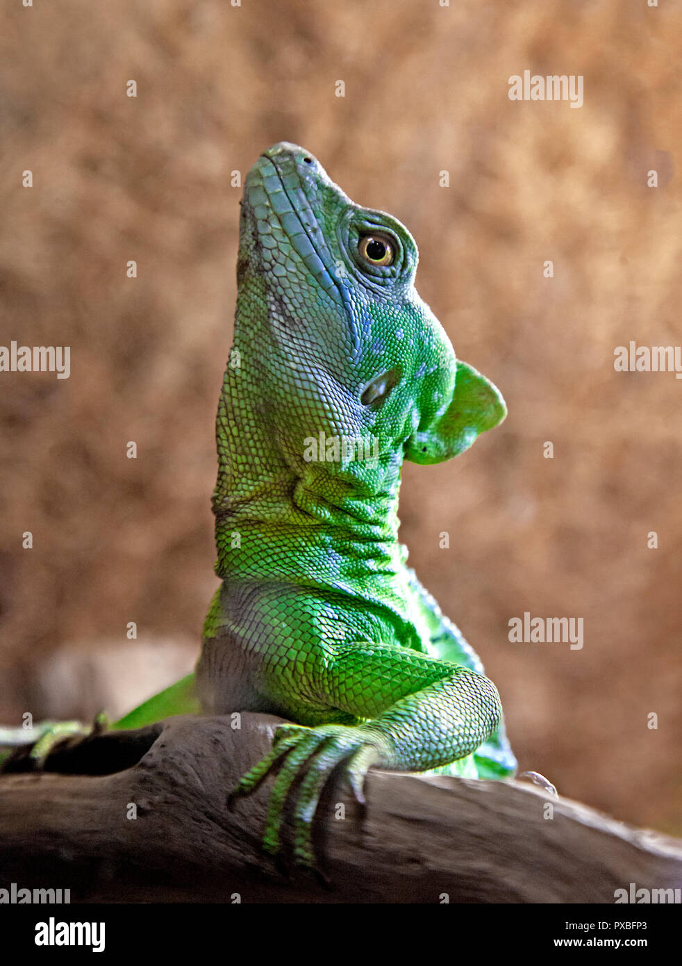 Green or plumed basilisk - Basiliscus plumifrons - close up Stock Photo ...