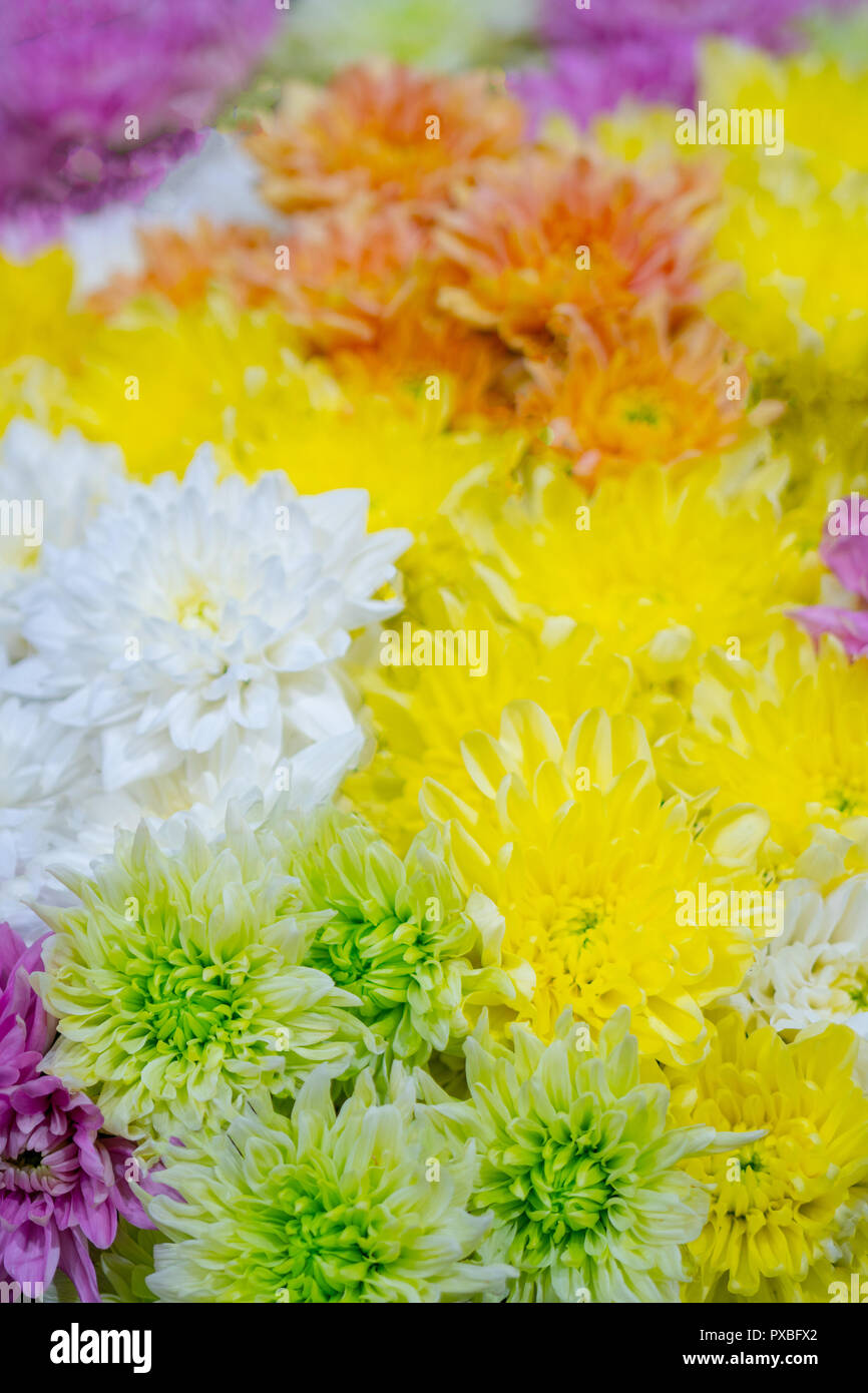 Chrysanthemums are flowering plants of the genus Chrysanthemum in the ...