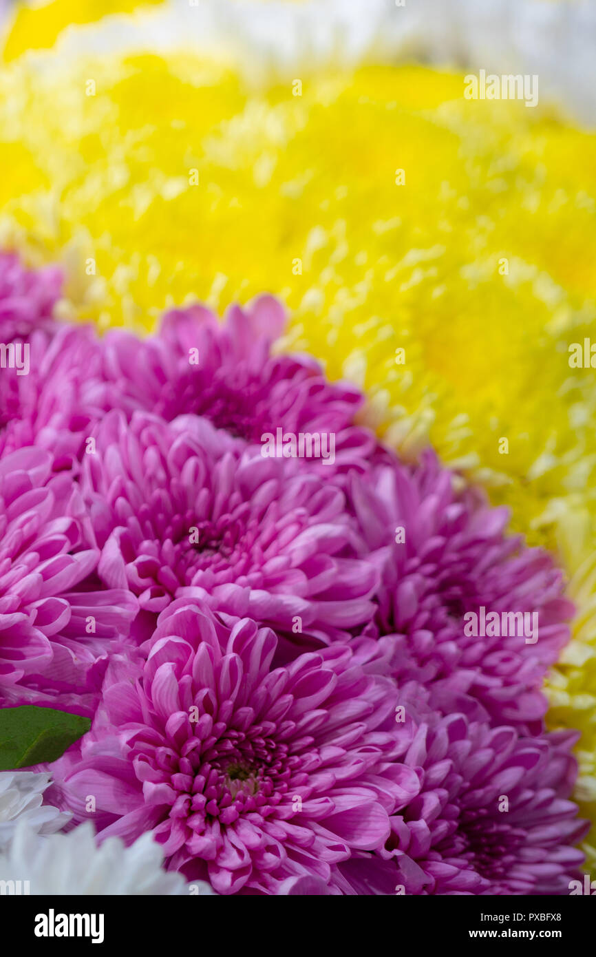 Chrysanthemums are flowering plants of the genus Chrysanthemum in the ...