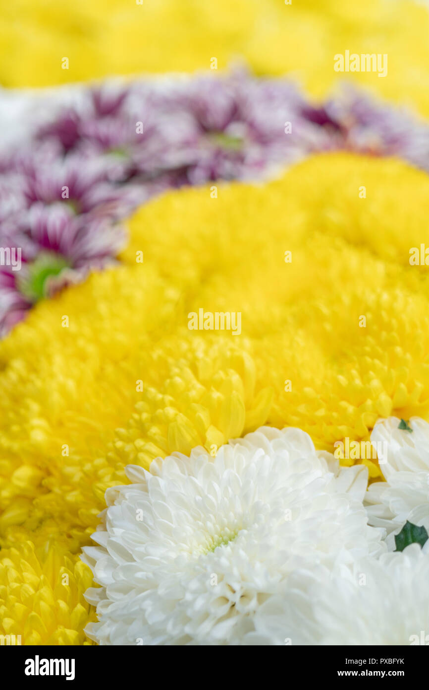 Chrysanthemums are flowering plants of the genus Chrysanthemum in the ...