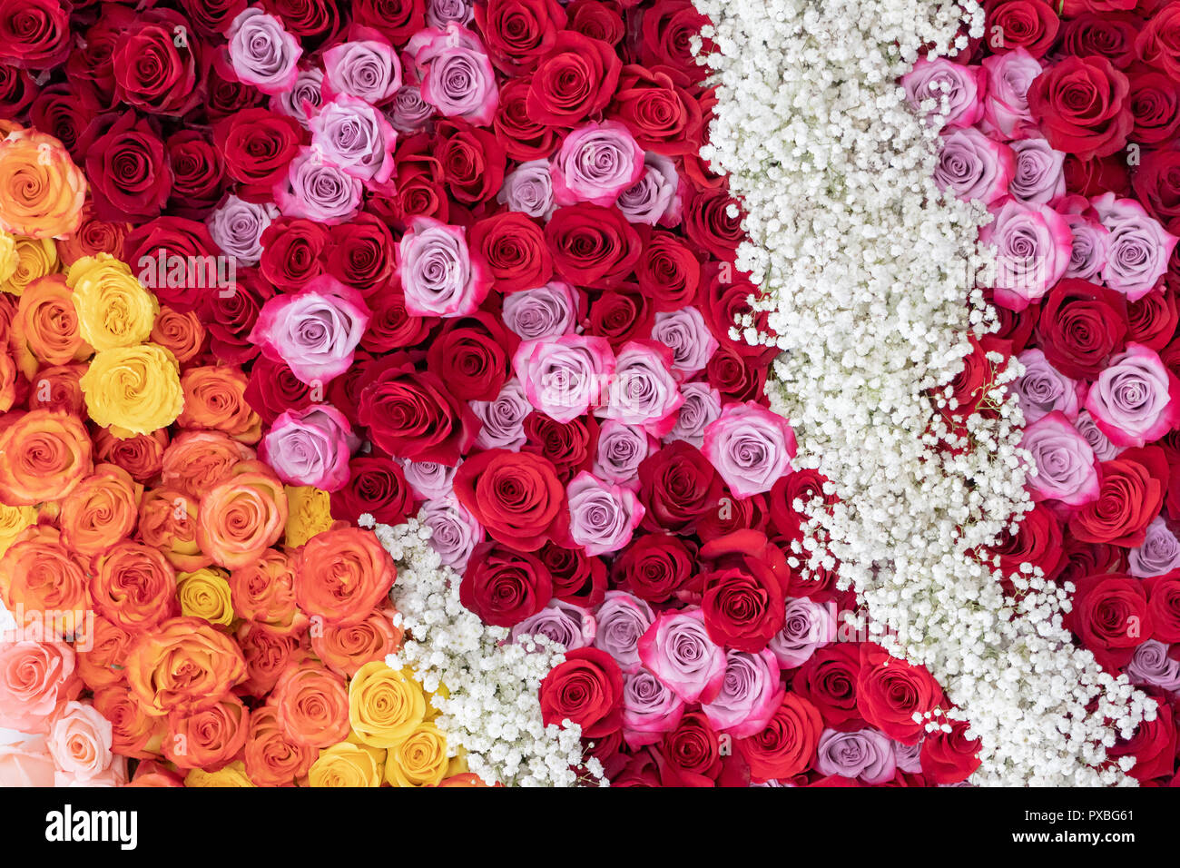 Pattern of red, orange, and yellow roses Stock Photo - Alamy