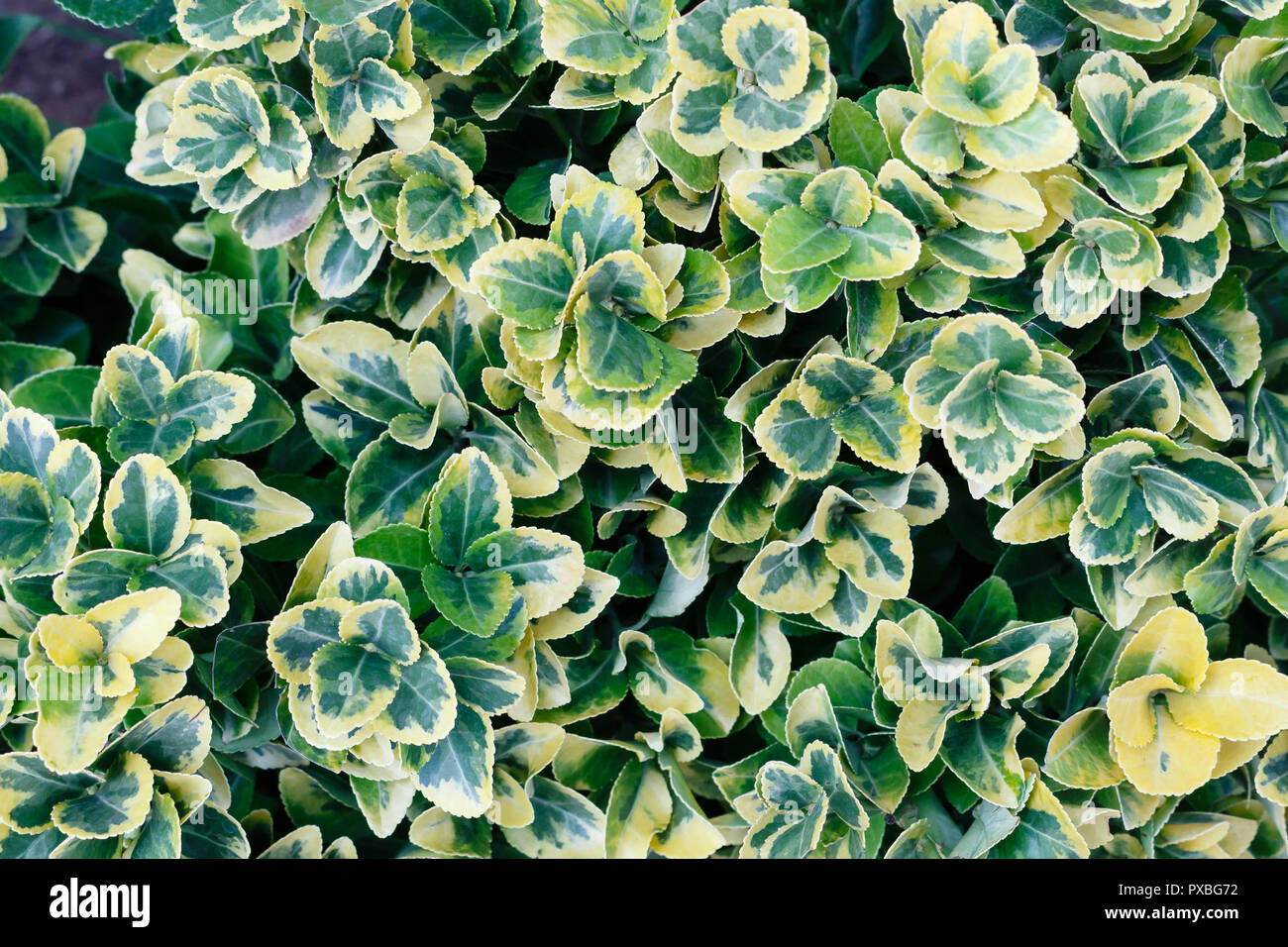 Green leaf pattern background, top view from above Stock Photo - Alamy