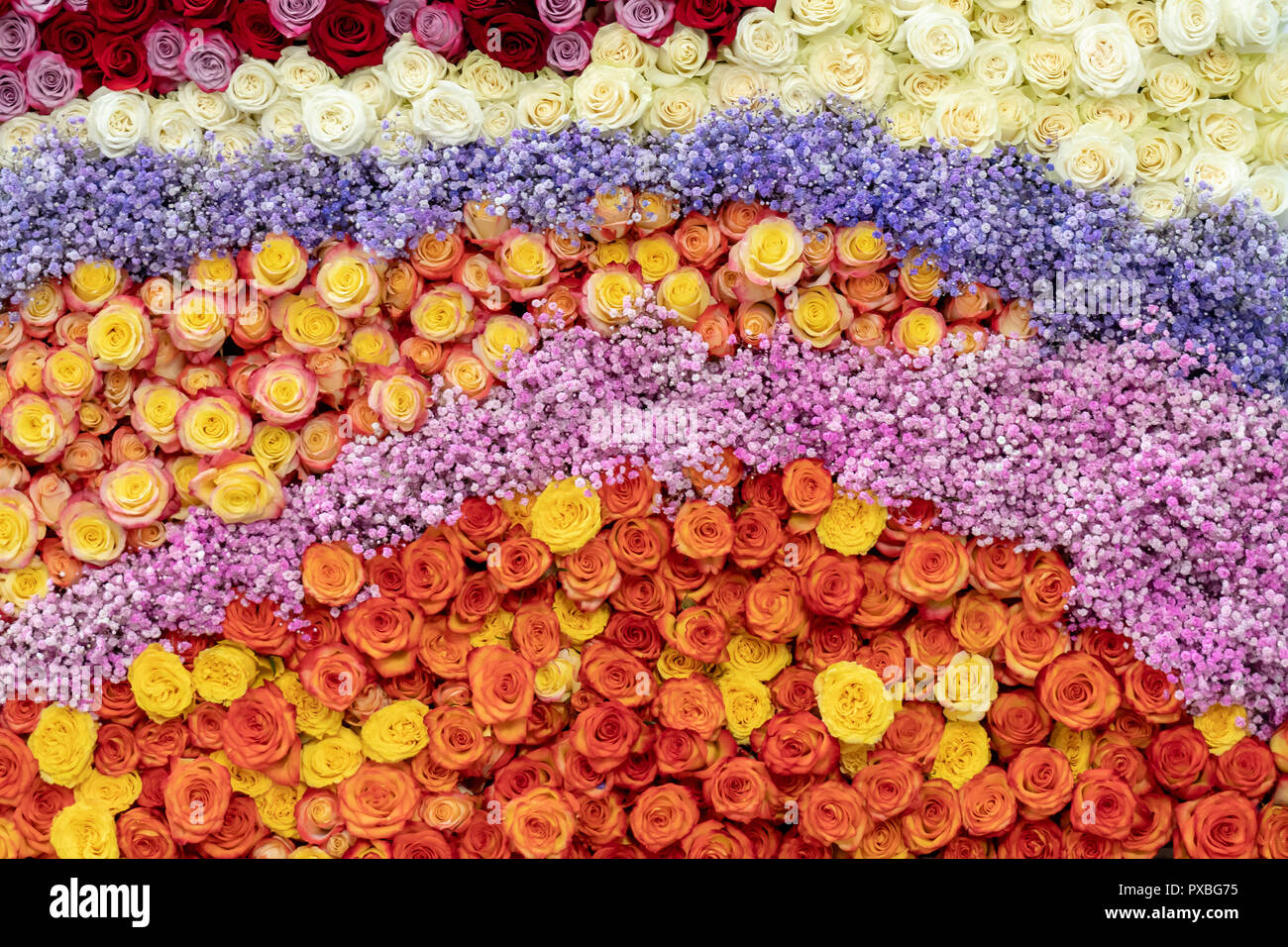Pattern of red, orange, and yellow roses Stock Photo - Alamy