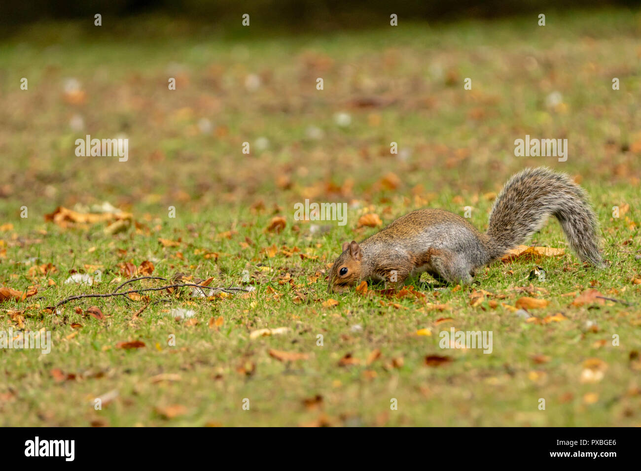 Cartoon squirrel hi-res stock photography and images - Alamy