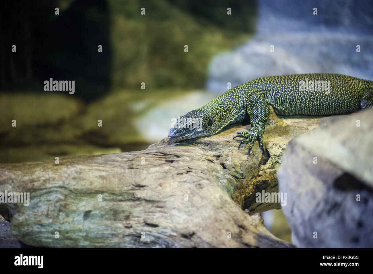 Green lizards head hi-res stock photography and images - Alamy