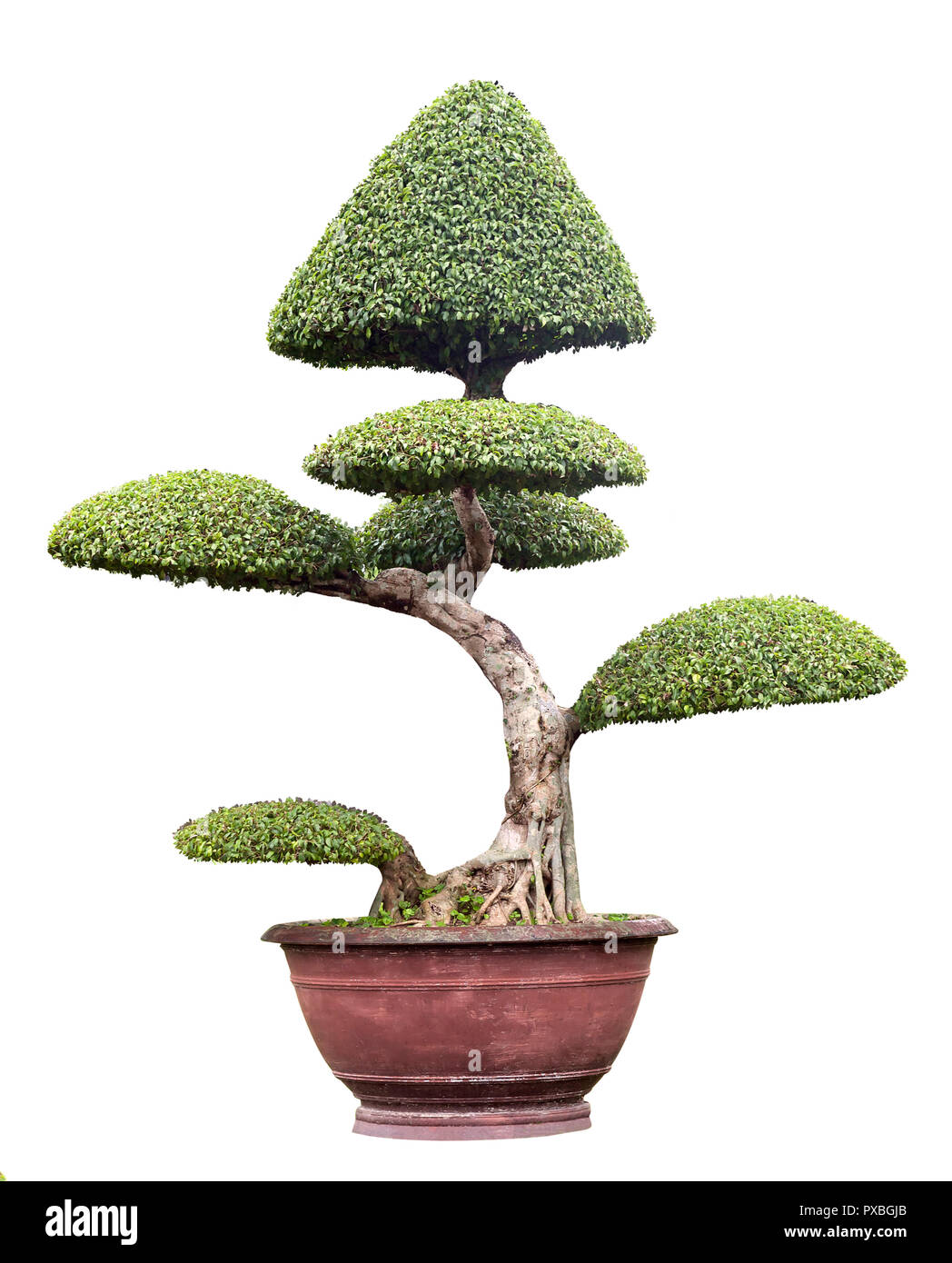 Chinese bonsai tree isolated over white background Stock Photo - Alamy