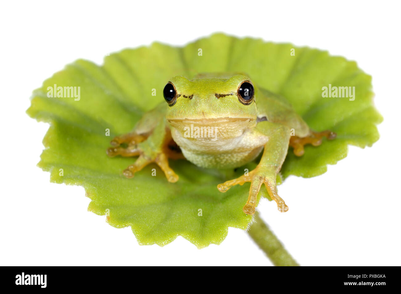Small green tree frog sitting on green leaf - isolated white background ...