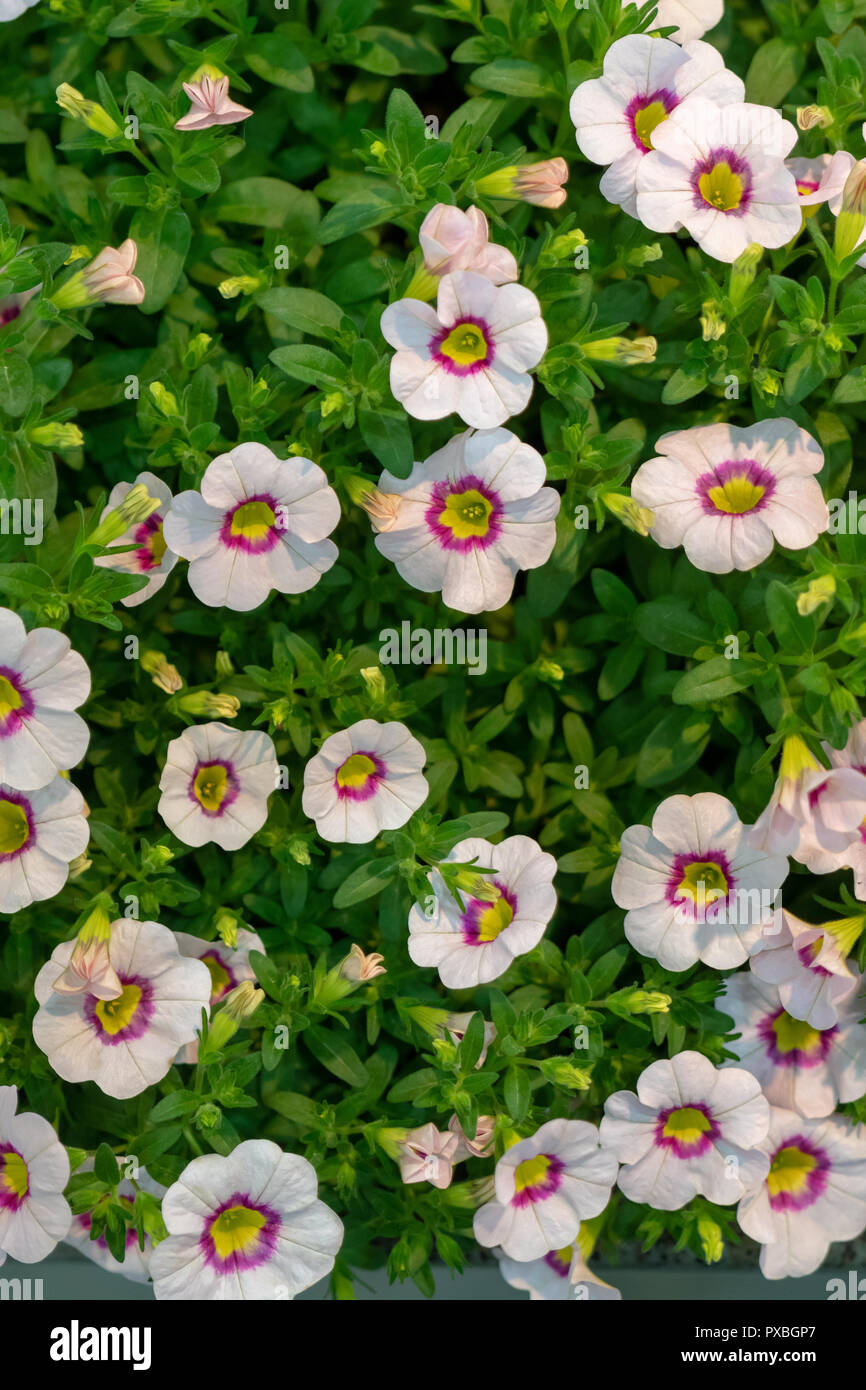 Surfinia star hi-res stock photography and images - Alamy