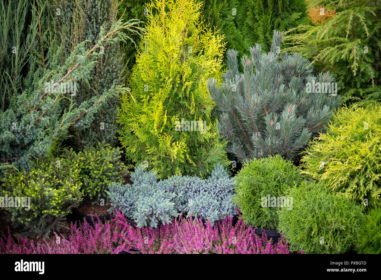 Coniferous ornamental plants hi-res stock photography and images - Alamy