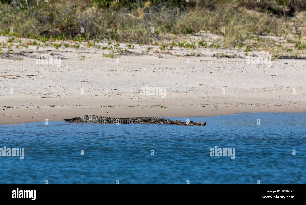 Large saltwater crocodile hi-res stock photography and images - Alamy