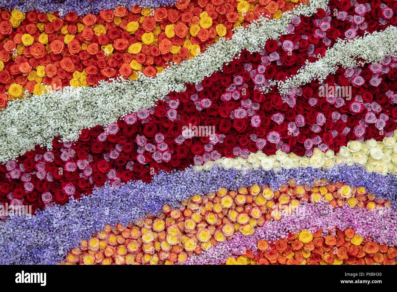 Pattern of red, orange, and yellow roses Stock Photo - Alamy