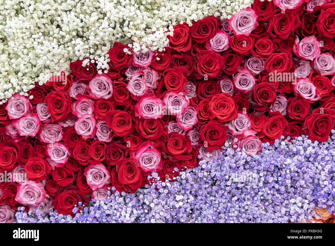 Pattern of red, orange, and yellow roses Stock Photo - Alamy