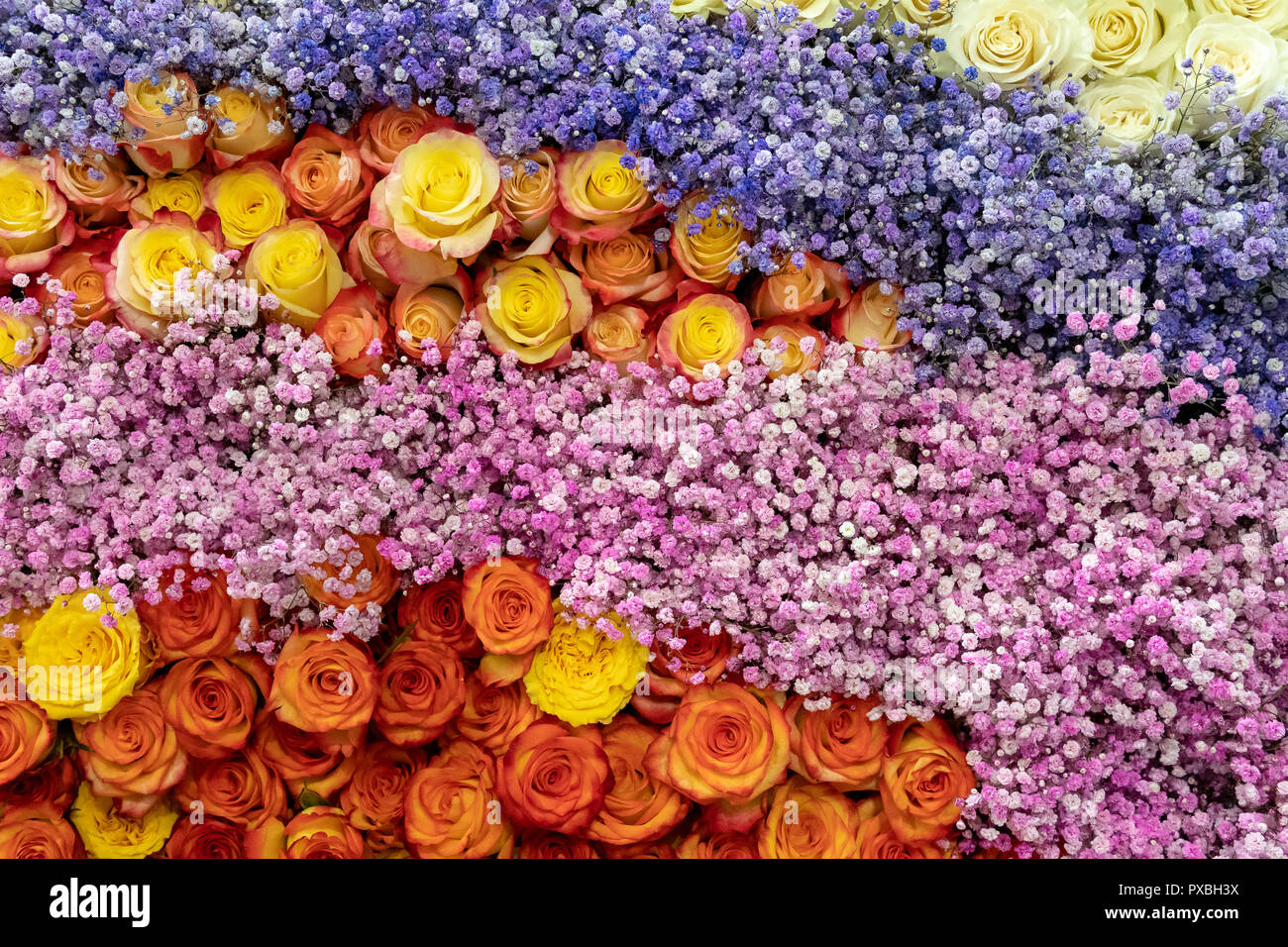 Pattern of red, orange, and yellow roses Stock Photo - Alamy