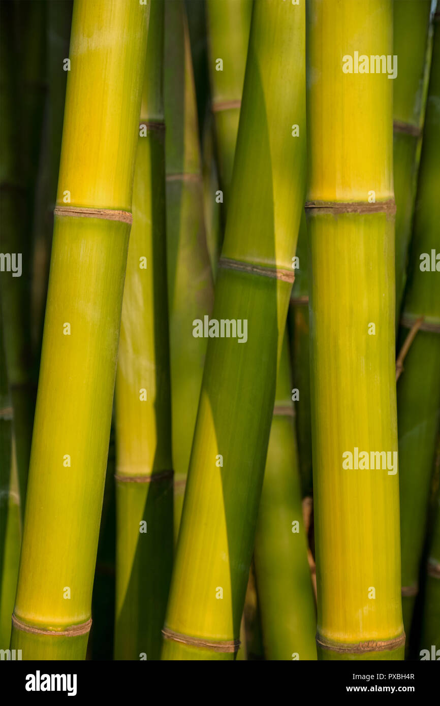 Bamboo leaves and china hi-res stock photography and images - Alamy