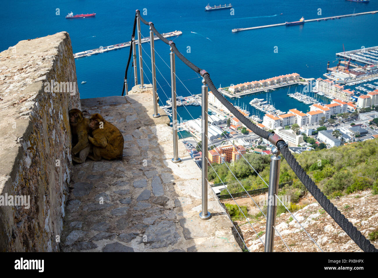 The famous apes of Gibraltar, located in the upper Rock nature reserve ...