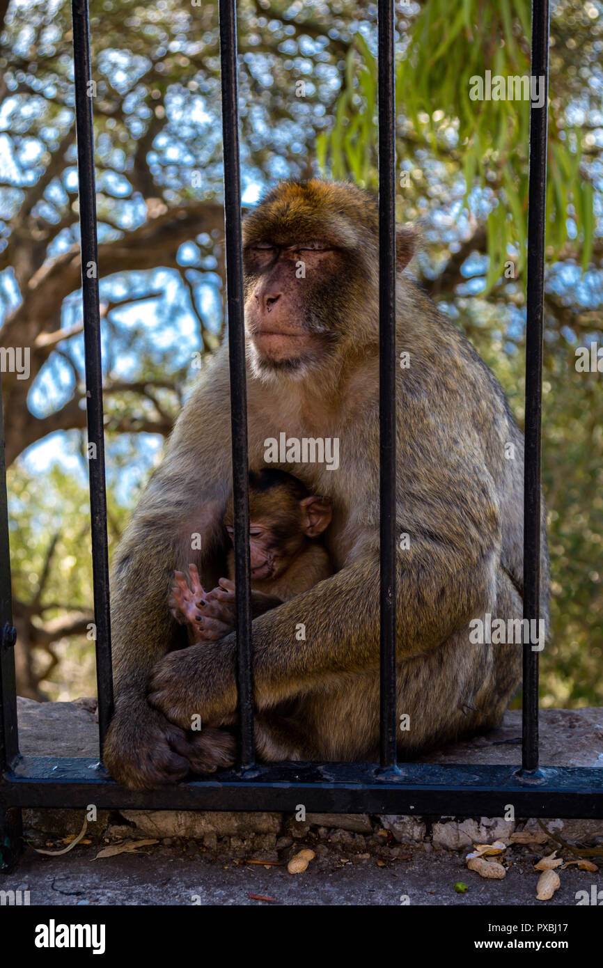 The famous apes of Gibraltar, located in the upper Rock nature reserve ...
