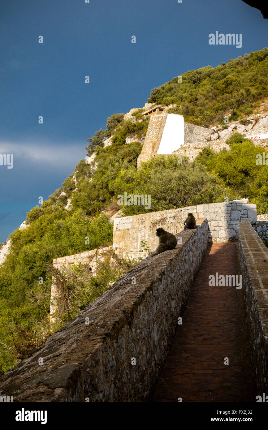 The famous apes of Gibraltar, located in the upper Rock nature reserve ...