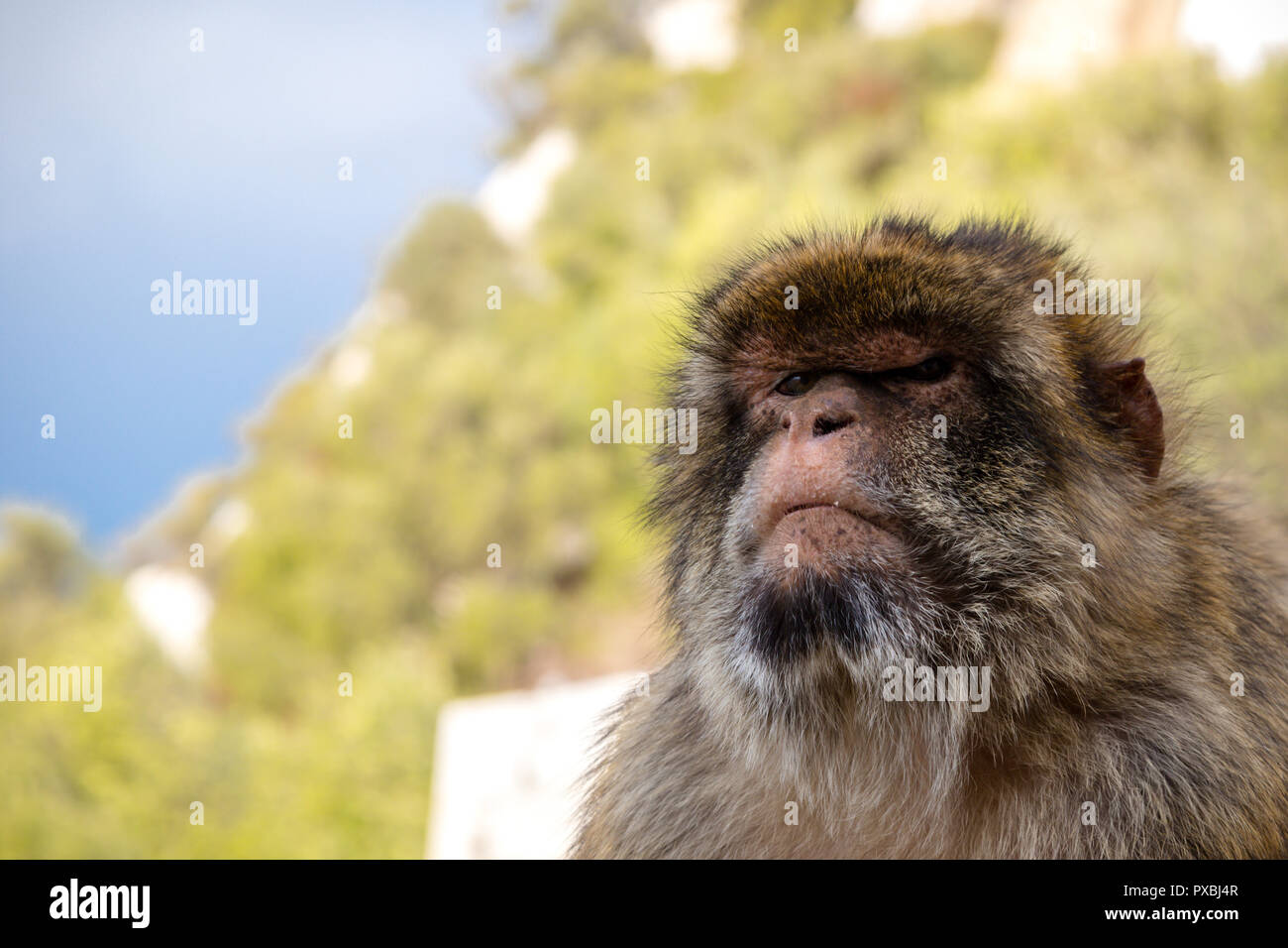The famous apes of Gibraltar, located in the upper Rock nature reserve ...