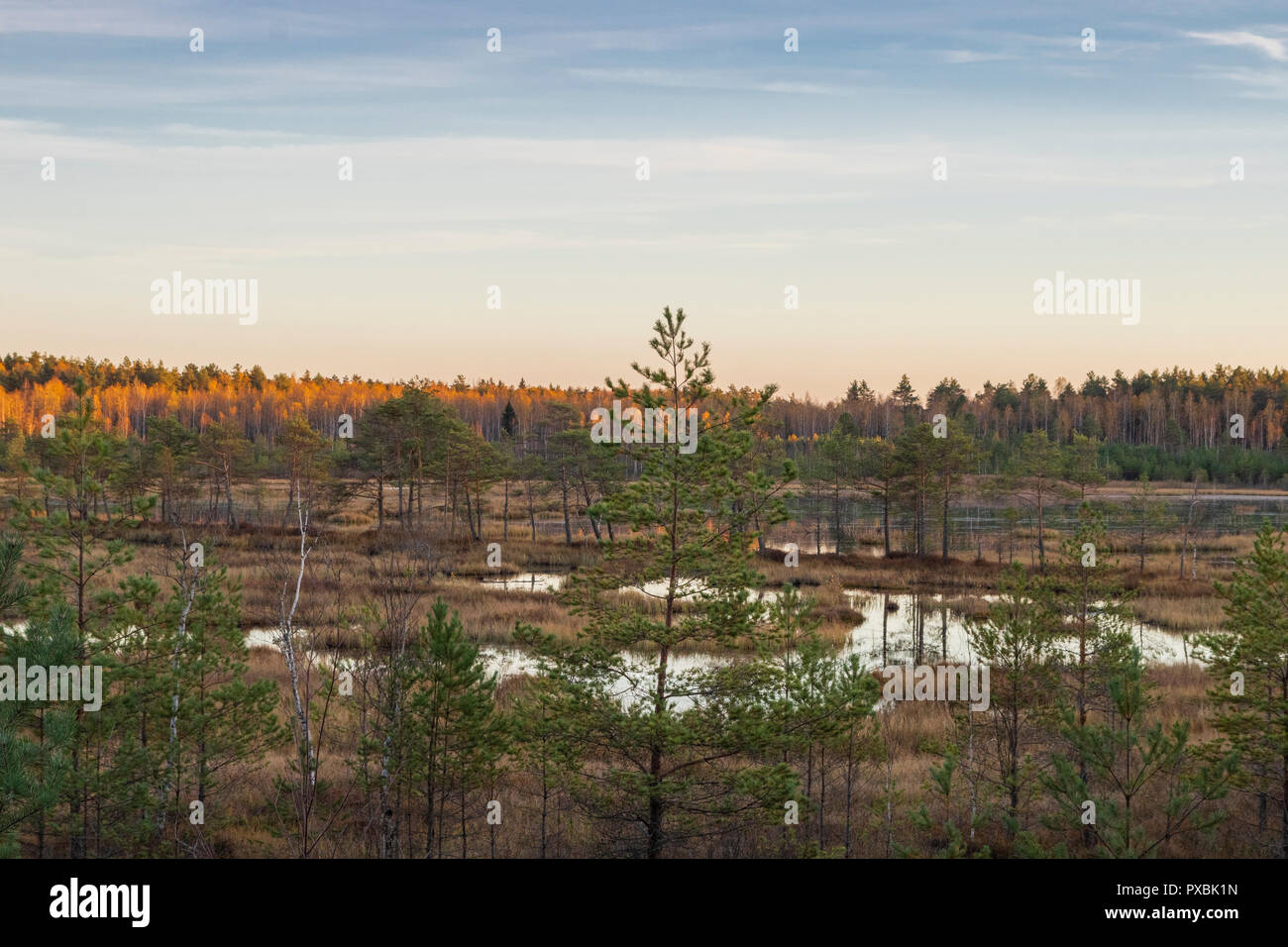 Backwater swamp hi-res stock photography and images - Alamy