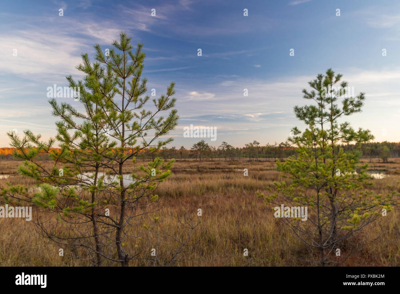 Backwater swamp hi-res stock photography and images - Alamy