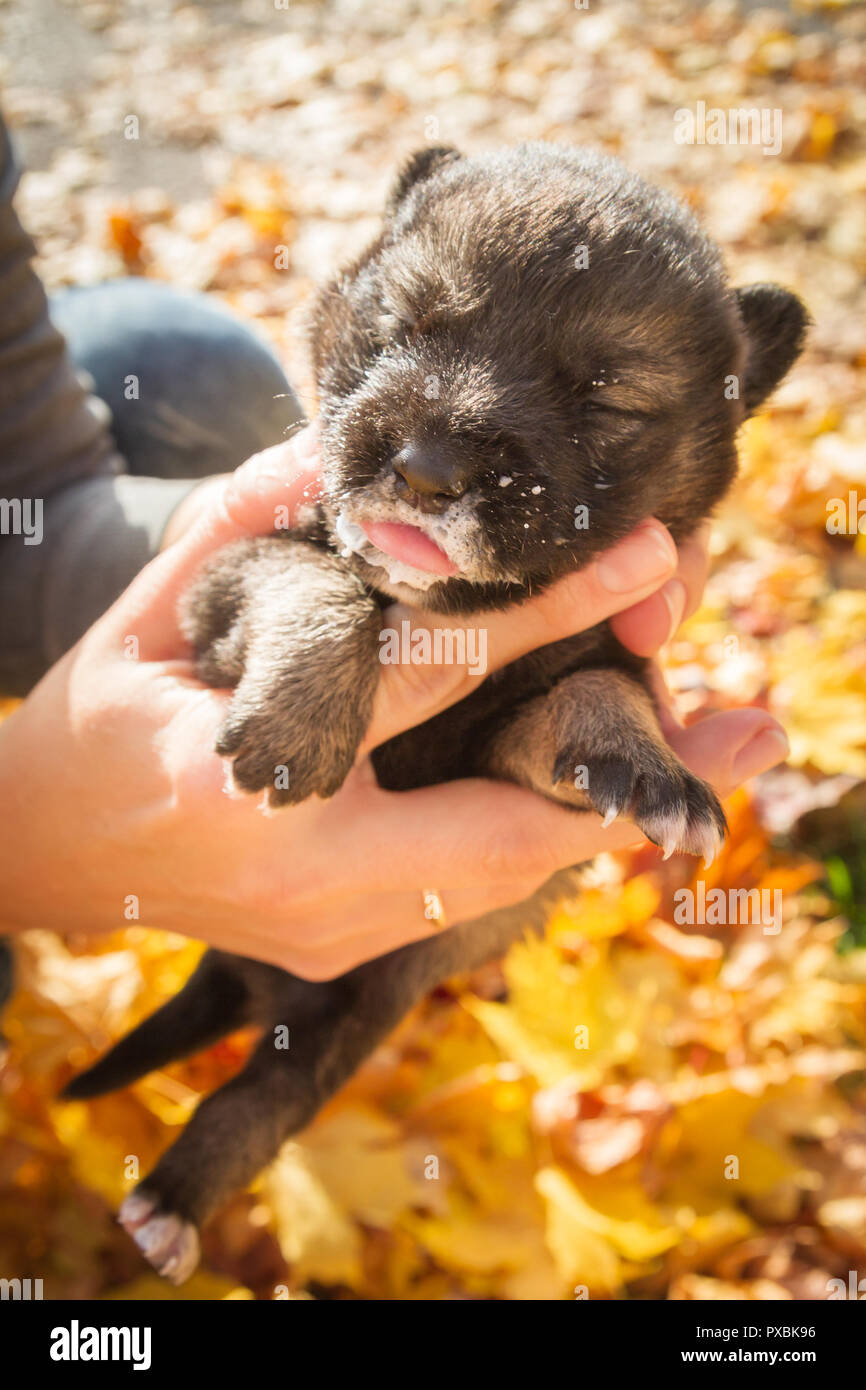 Little black puppy dog pooch on girl's hands Stock Photo - Alamy