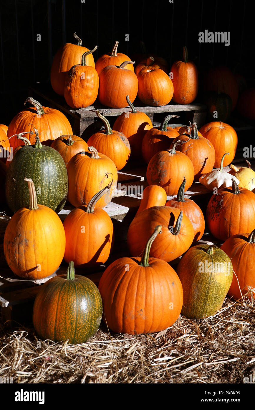 Upright pumpkins hi-res stock photography and images - Alamy