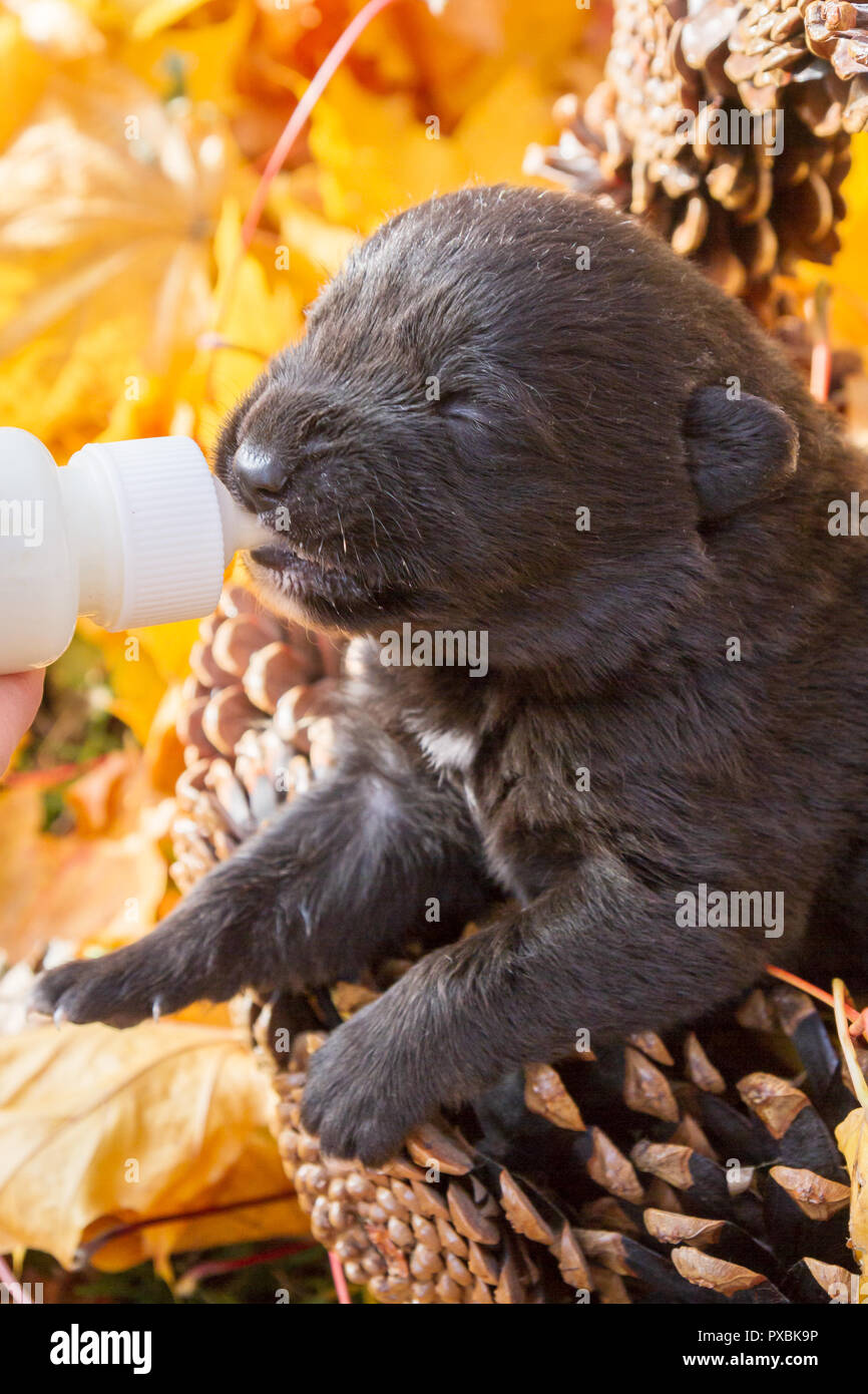 Little black puppy dog pooch in a basket of cones eating milk from a ...