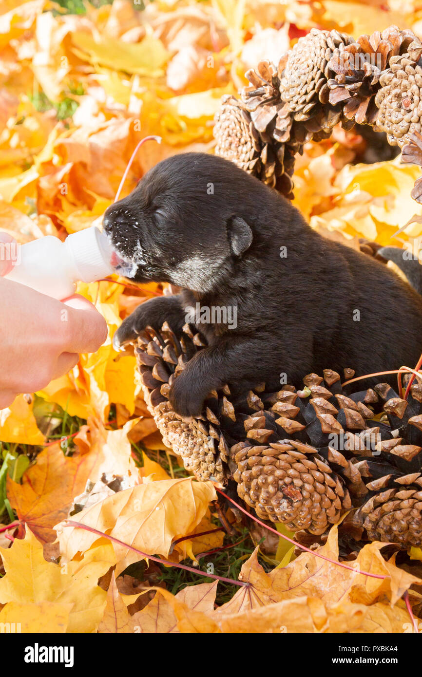 Little black puppy dog pooch in a basket of cones eating milk from a ...