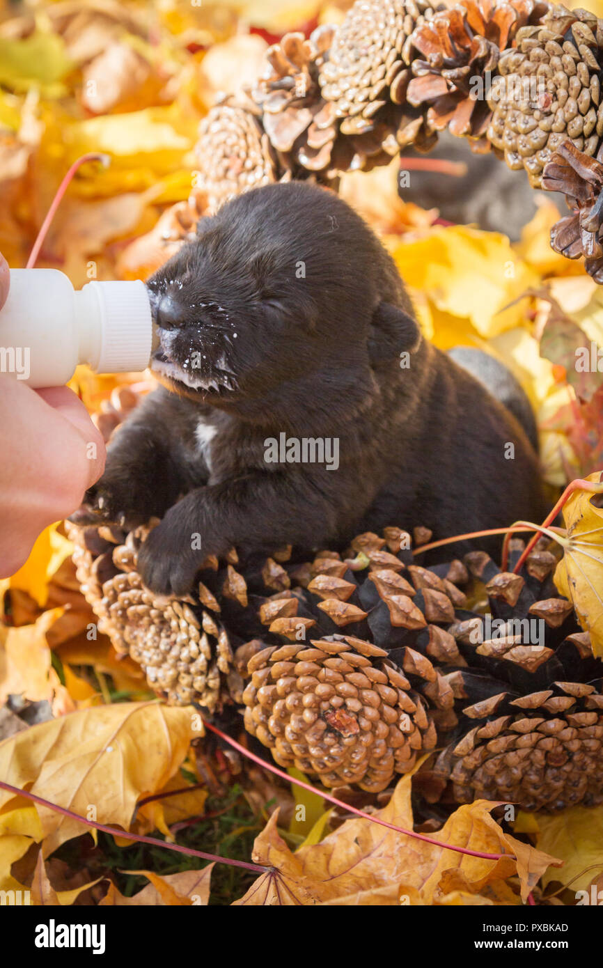 Little black puppy dog pooch in a basket of cones eating milk from a ...