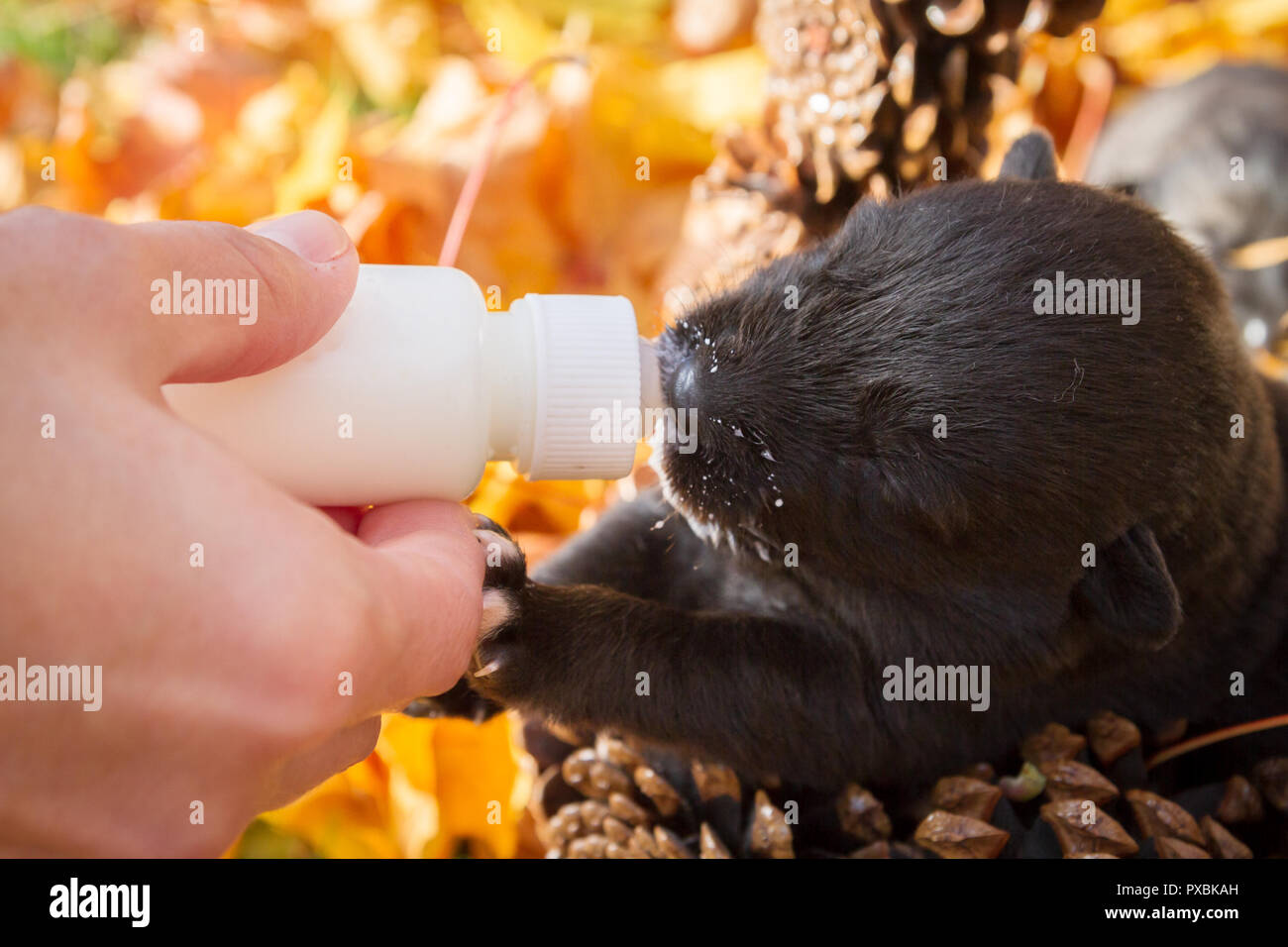 Little black puppy dog pooch in a basket of cones eating milk from a ...