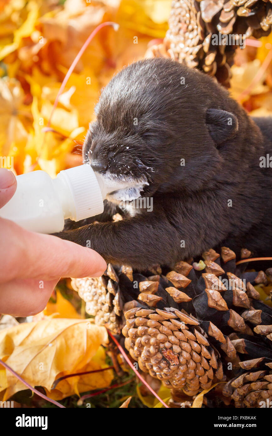 Little black puppy dog pooch in a basket of cones eating milk from a ...