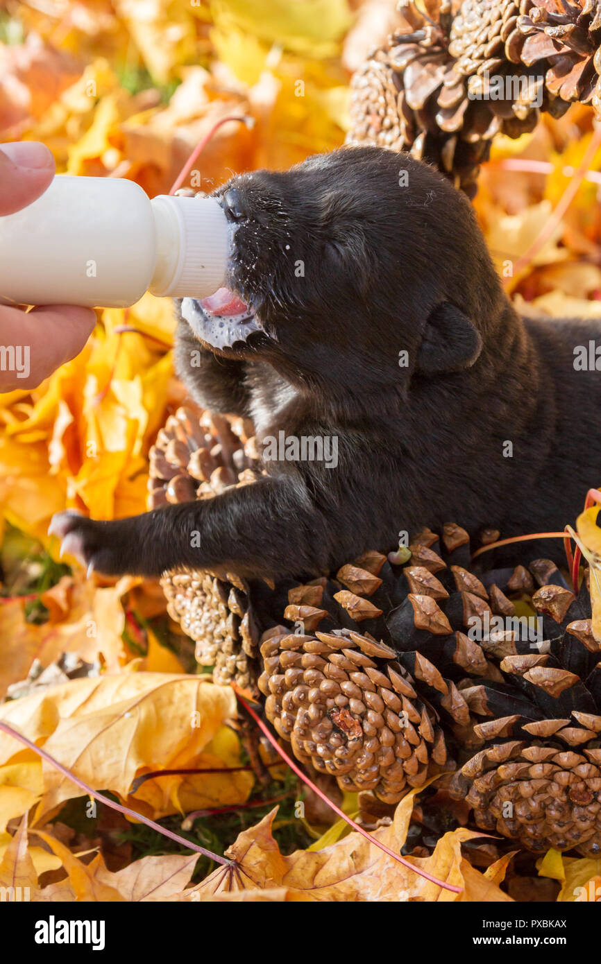 Little black puppy dog pooch in a basket of cones eating milk from a ...