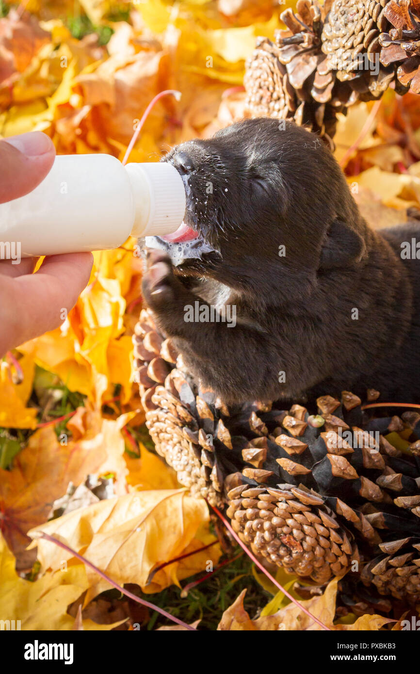 Little black puppy dog pooch in a basket of cones eating milk from a ...