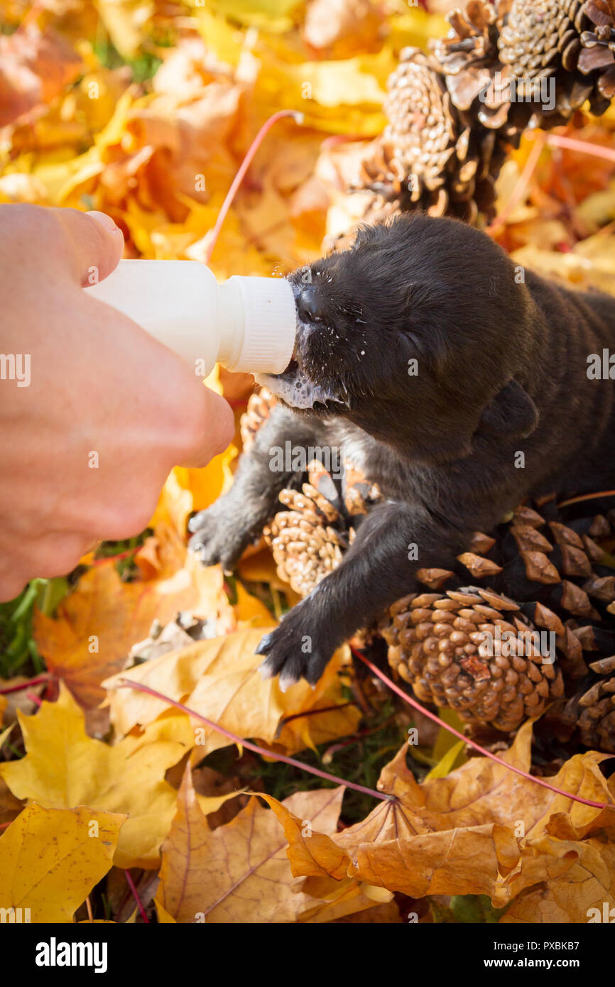 Little white dog drinks from hi-res stock photography and images - Alamy