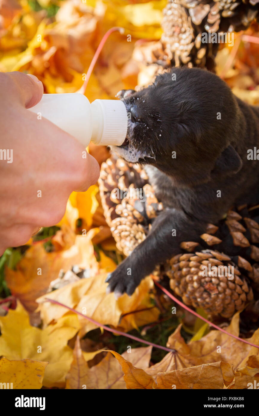 Little black puppy dog pooch in a basket of cones eating milk from a ...