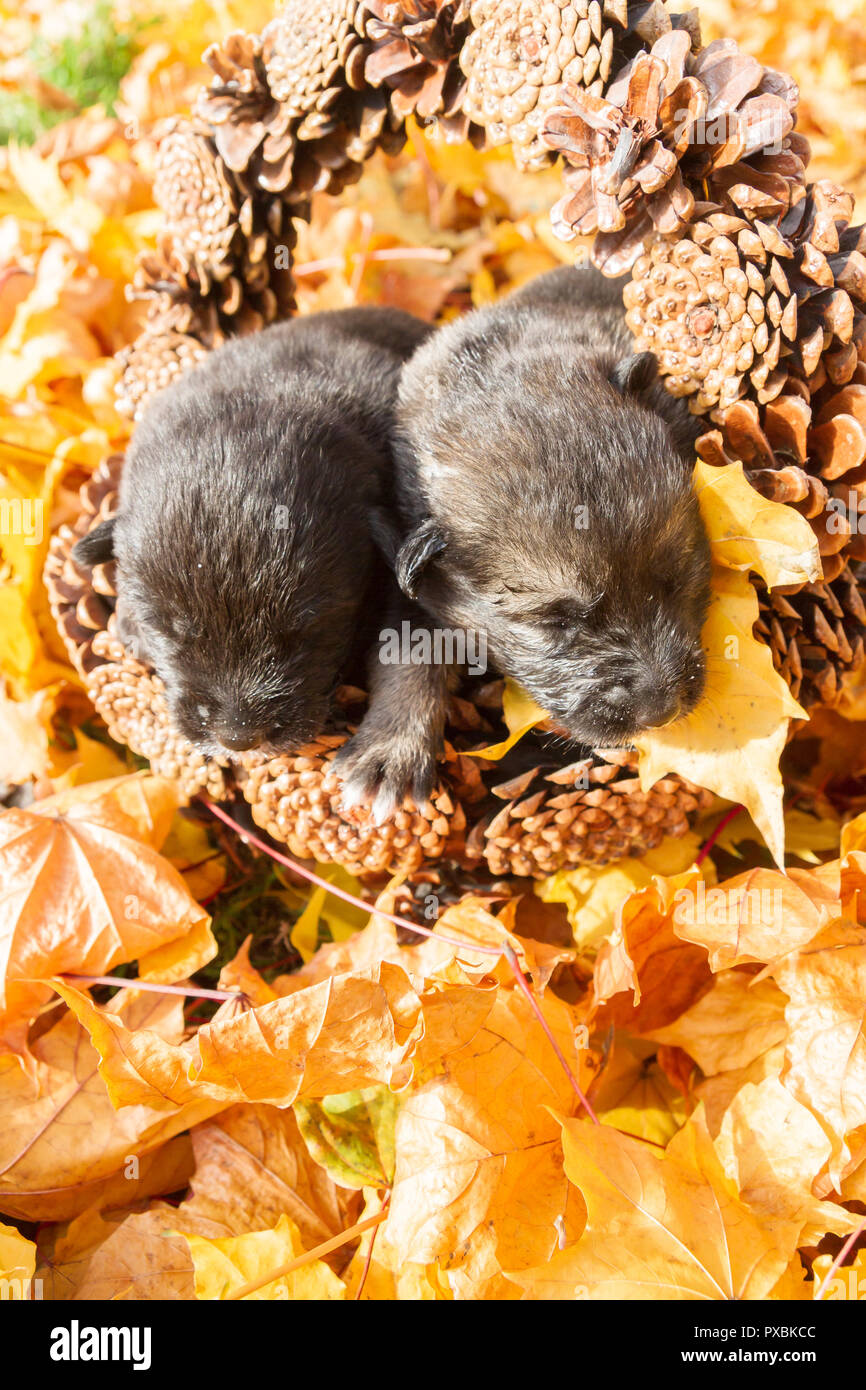 Little black newborn puppies dog pooch in a basket of cones Stock Photo ...
