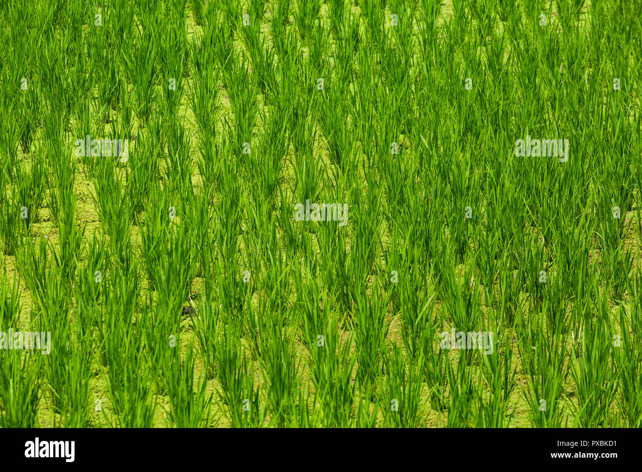 Padi paddy hi-res stock photography and images - Alamy