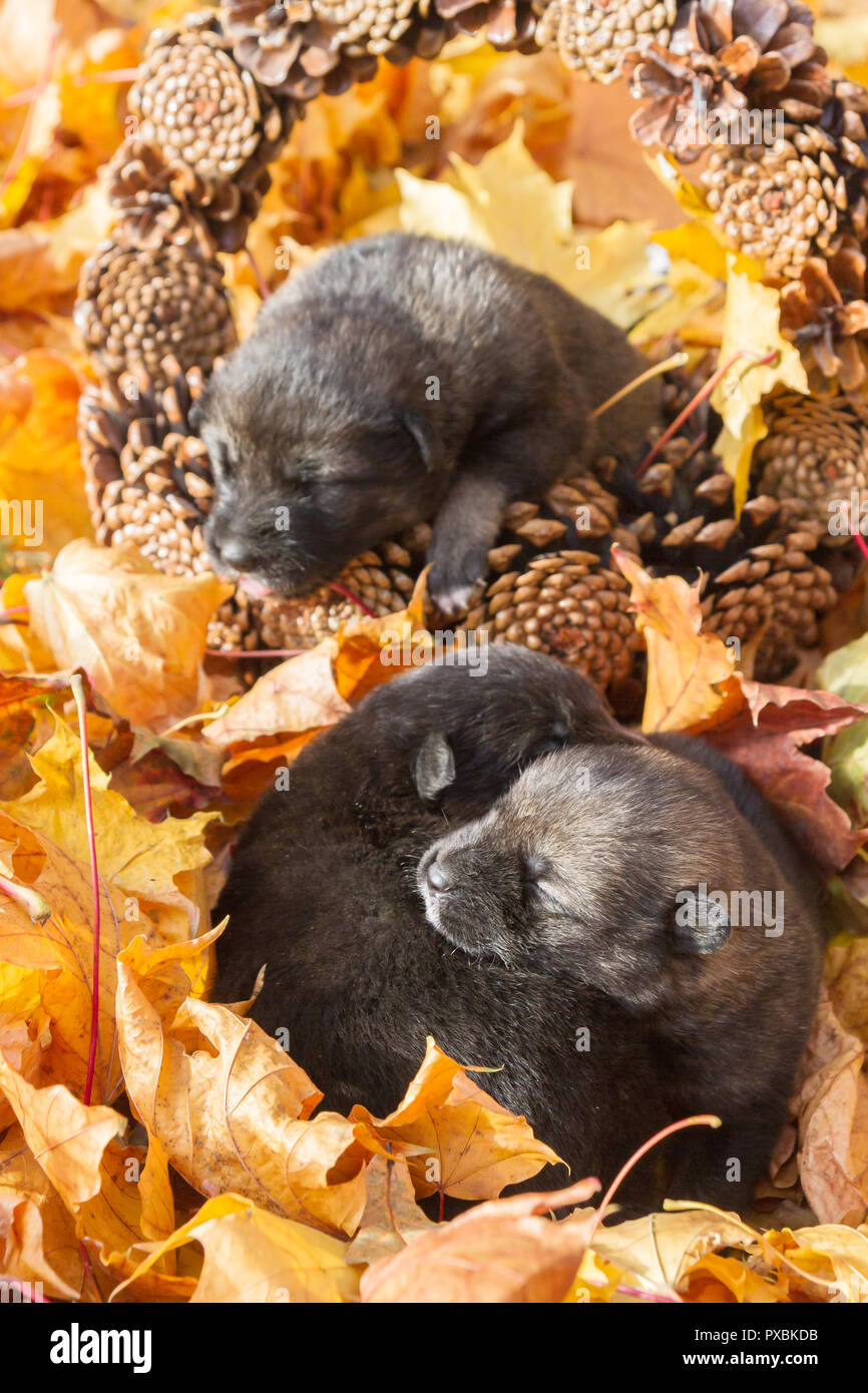 Little black newborn puppies dog mongrels fall lie on the leaves Stock ...