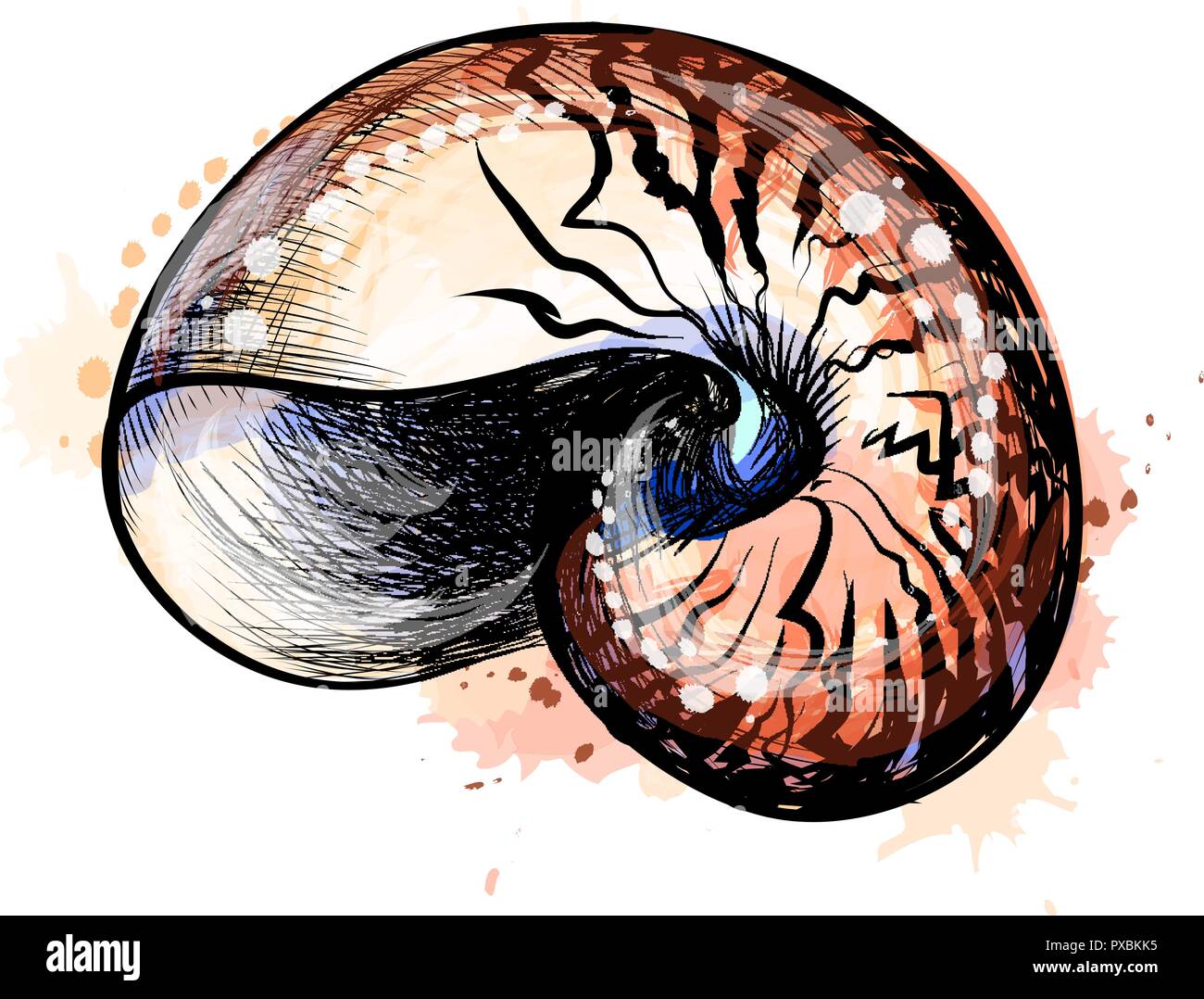 Cutshells hi-res stock photography and images - Alamy