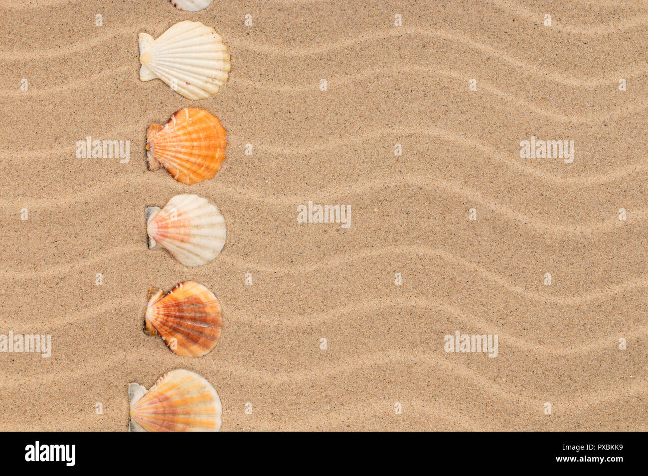 Seashell texture hi-res stock photography and images - Alamy