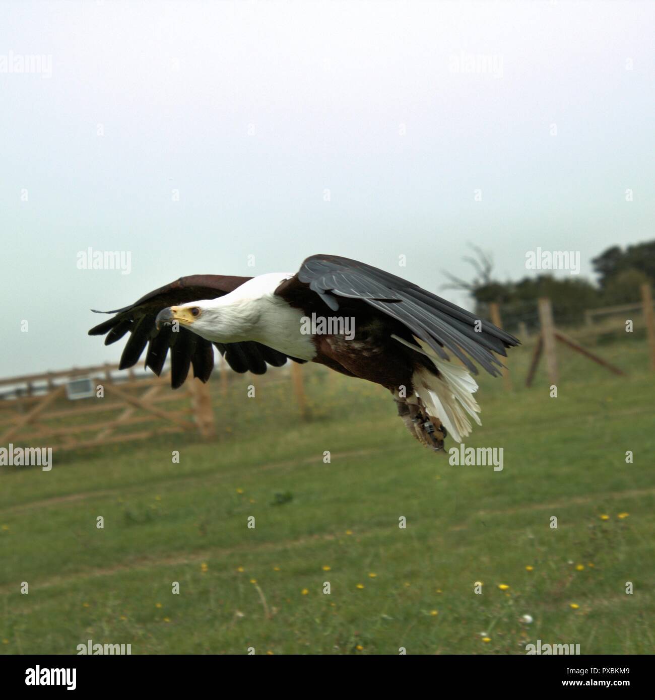 African hawk eagles hi-res stock photography and images - Alamy