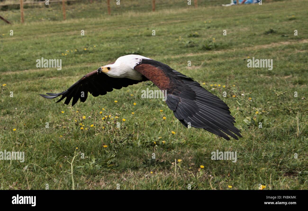 African hawk eagles hi-res stock photography and images - Alamy