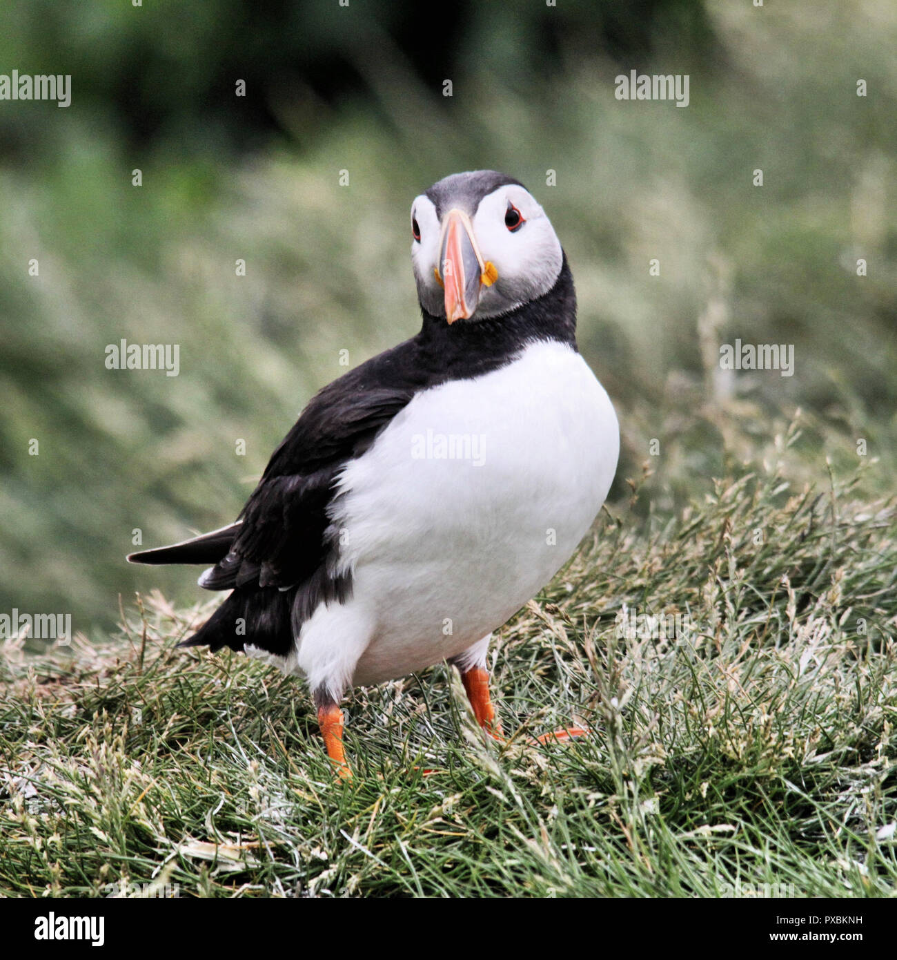 A view of a Puffin on Farne Islands Stock Photo - Alamy