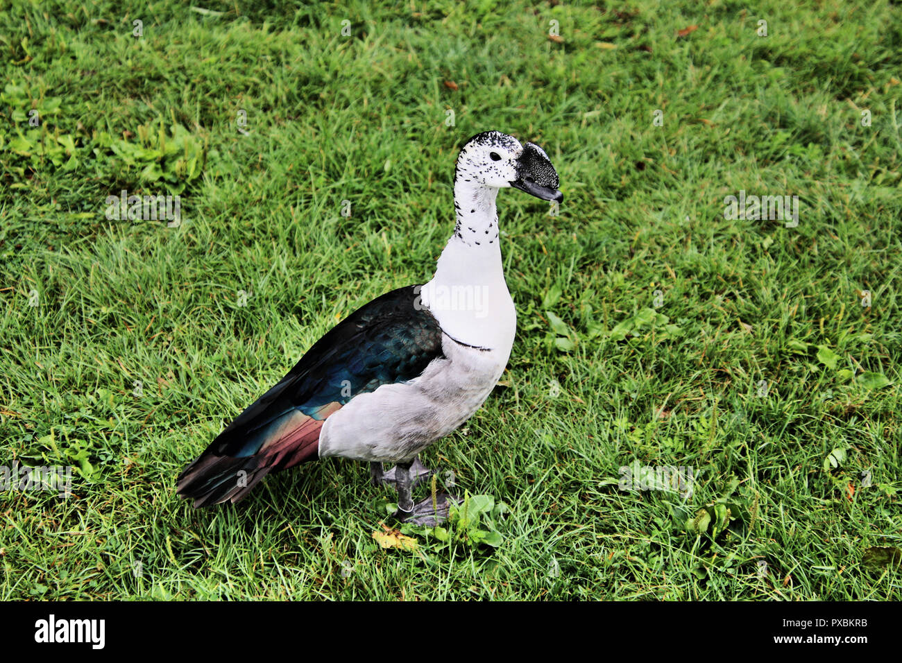 American comb duck hi-res stock photography and images - Alamy