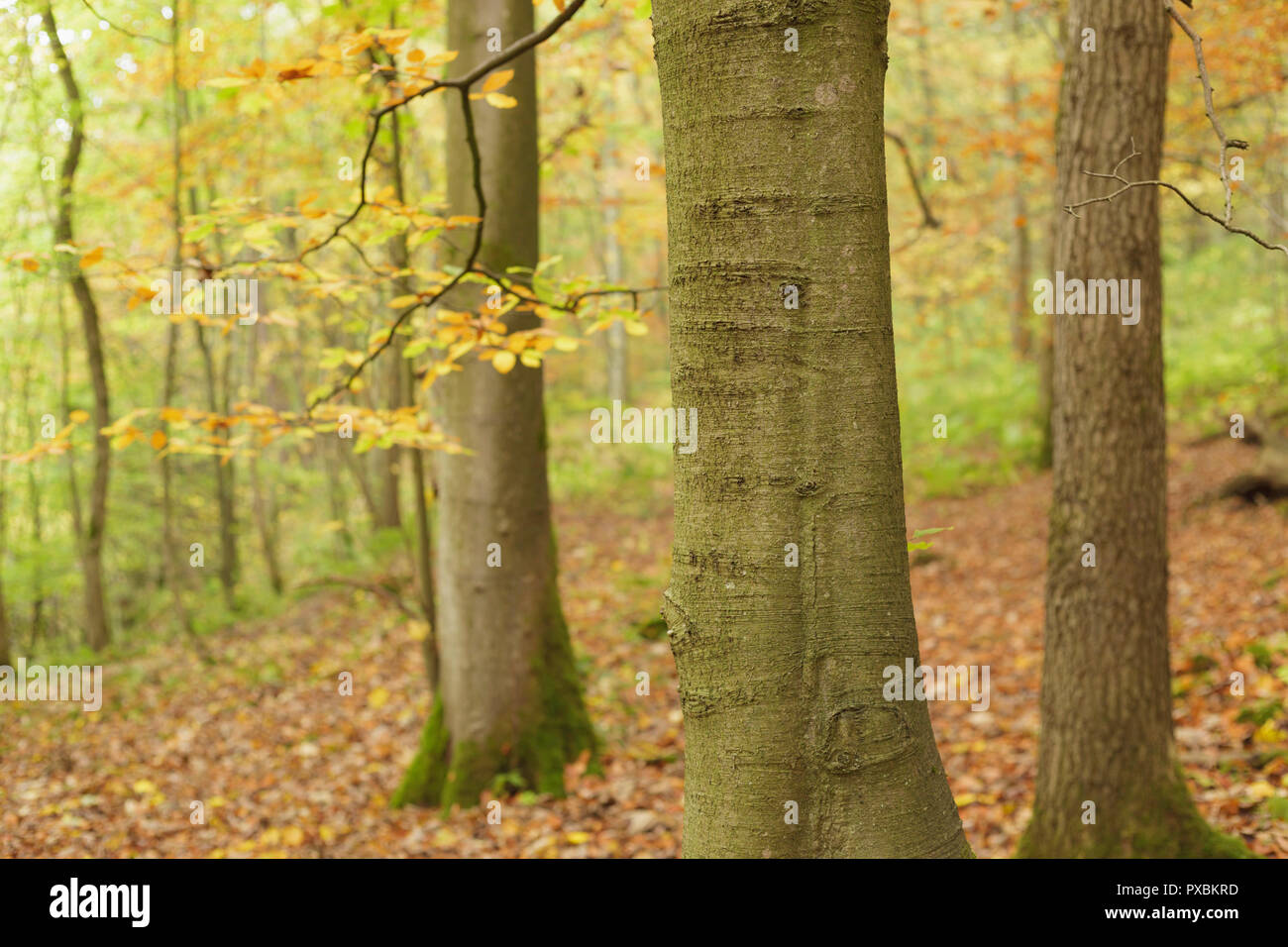 Autumnal coloru of Common Beech (Fagus sylvatica) Skipton Castle Woods ...
