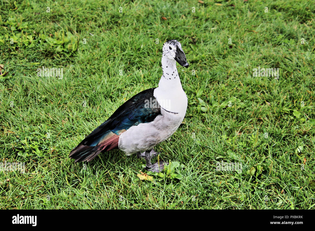 American comb duck hi-res stock photography and images - Alamy