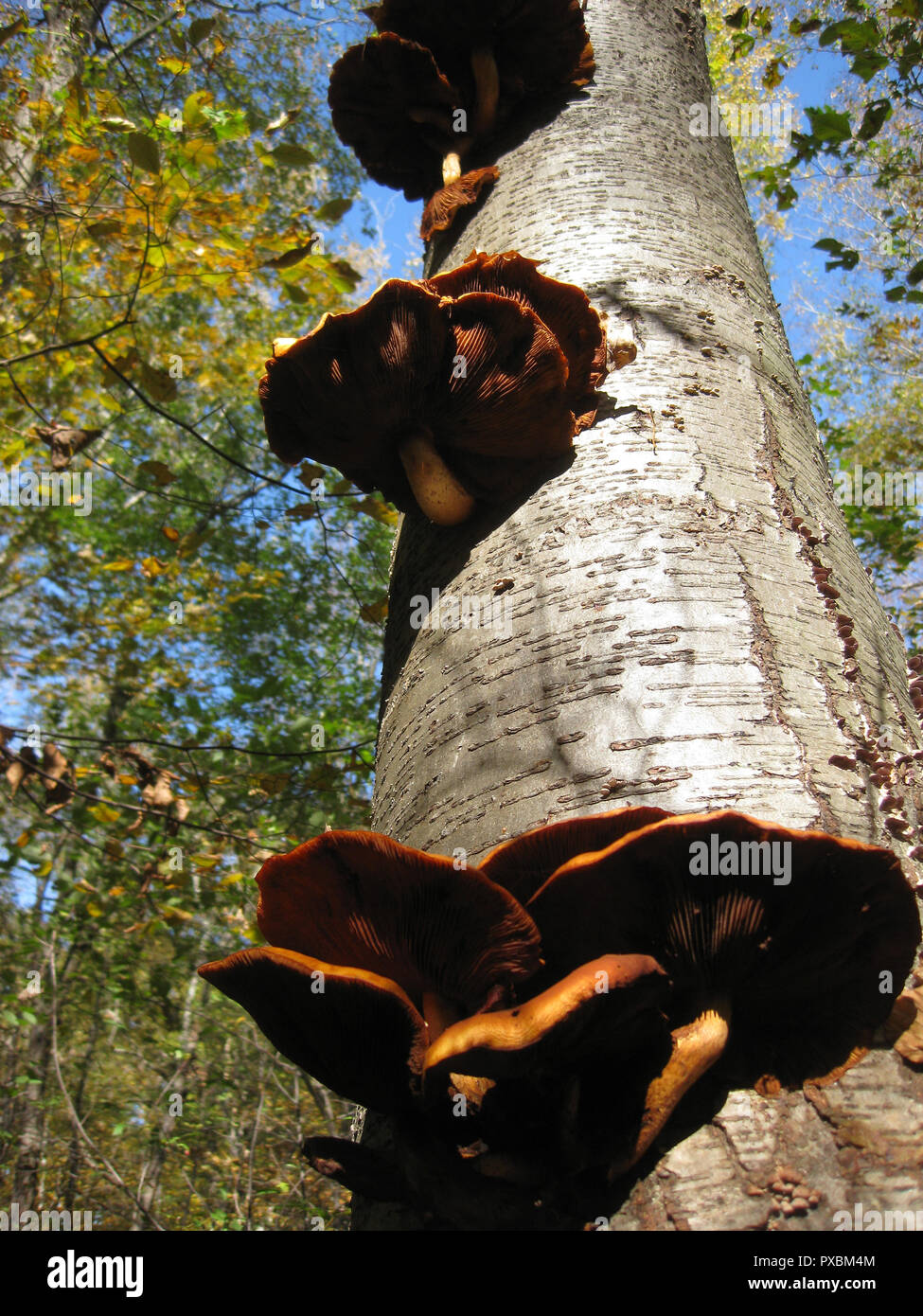 Lifecycle of a tree hi-res stock photography and images - Alamy