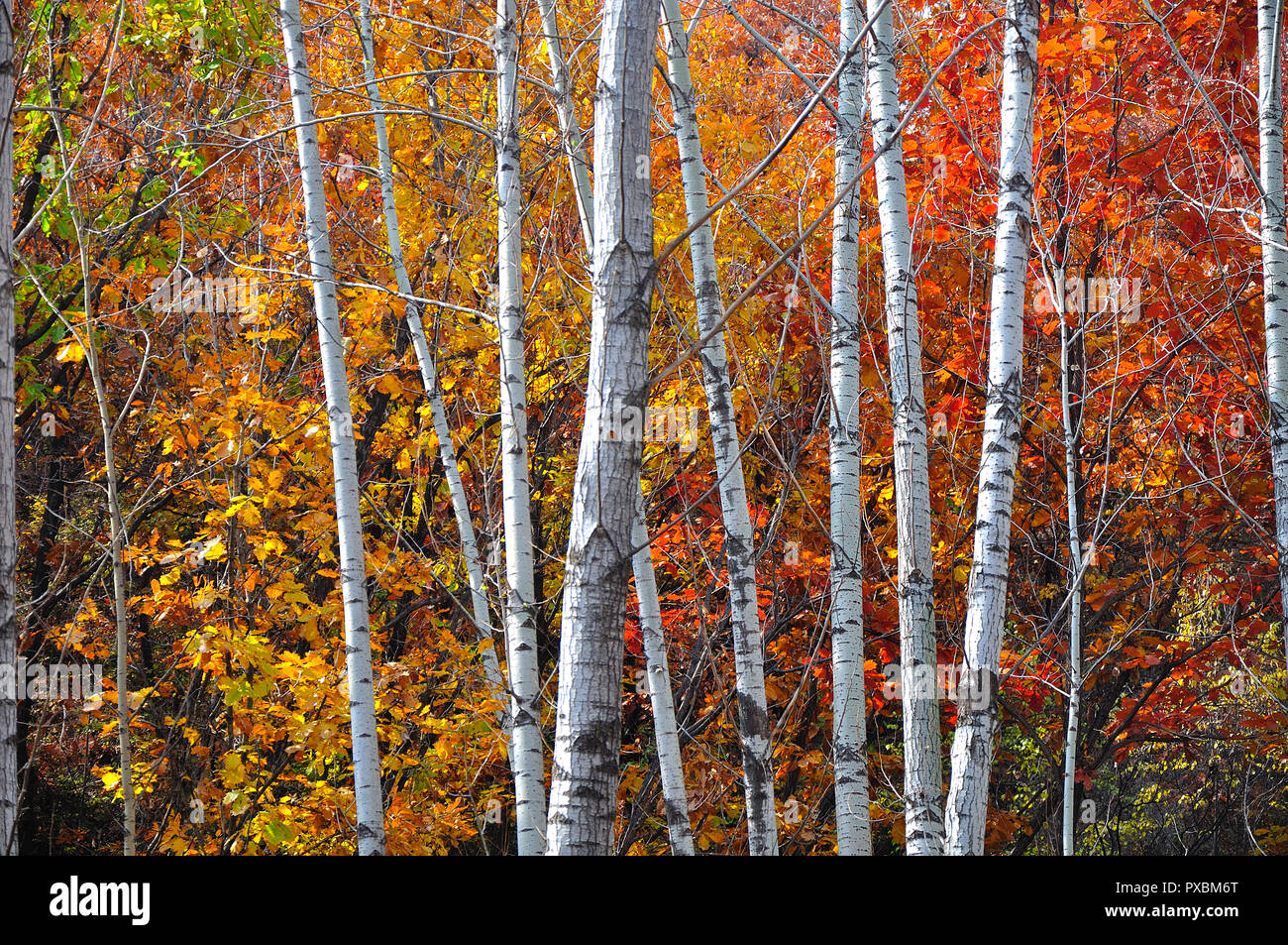 Autumn phenomenon hi-res stock photography and images - Alamy